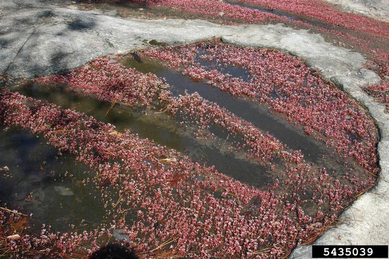 elf orpine (Diamorpha smallii Britt. ex Small)