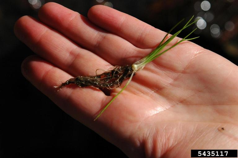 quillwort (Genus Isoetes)