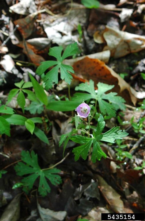 wild geranium (Geranium maculatum L.)