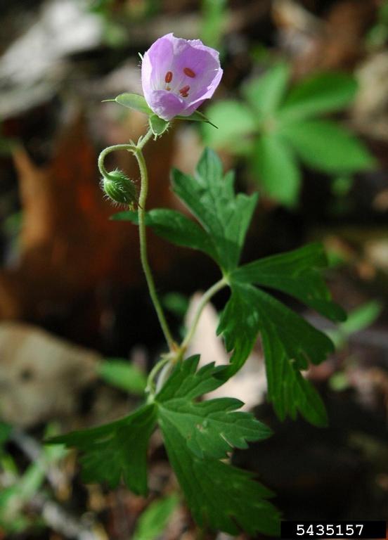 wild geranium (Geranium maculatum)