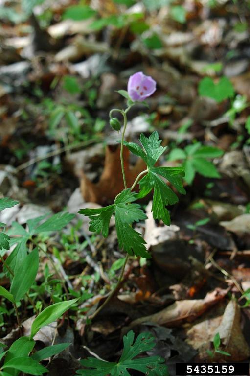 wild geranium (Geranium maculatum)