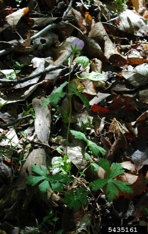 wild geranium (Geranium maculatum)