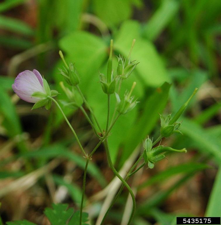 wild geranium (Geranium maculatum L.)