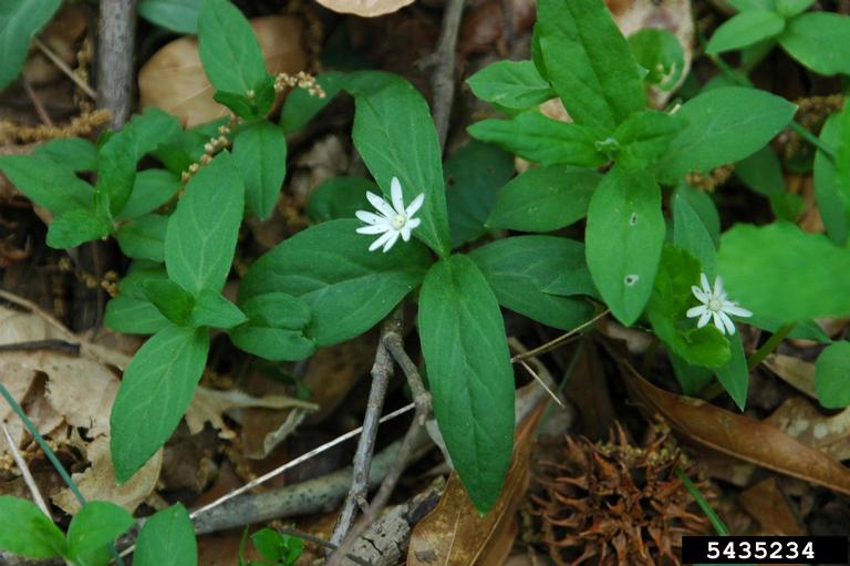 star chickweed (Stellaria pubera)