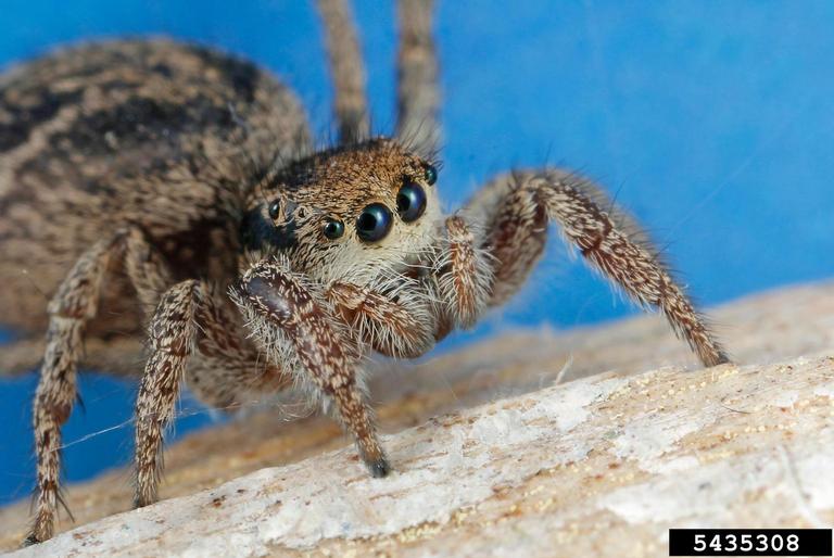 jumping spider (Genus Sitticus Simon, 1901)