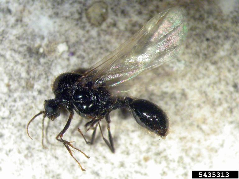 red imported fire ant (Solenopsis invicta)