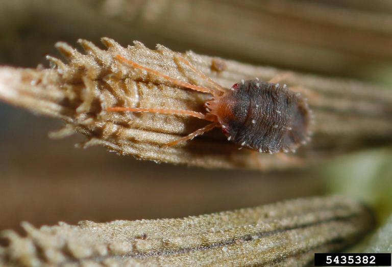 flat mite (Genus Brevipalpus)