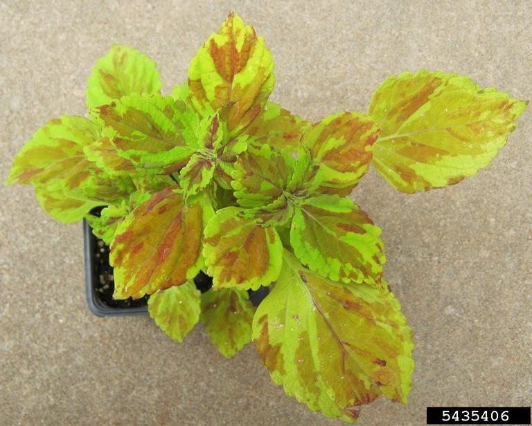 impatiens necrotic spot virus (INSV) (Tospovirus Impatiens necrotic ...