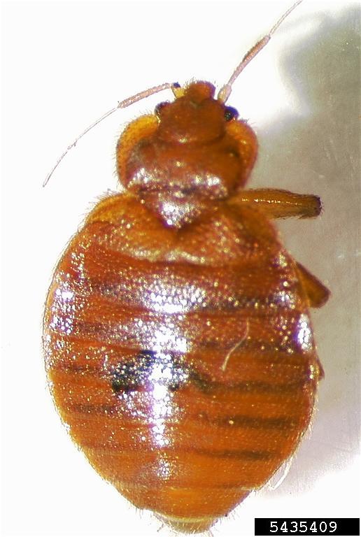 bed bug (Cimex lectularius Linnaeus)