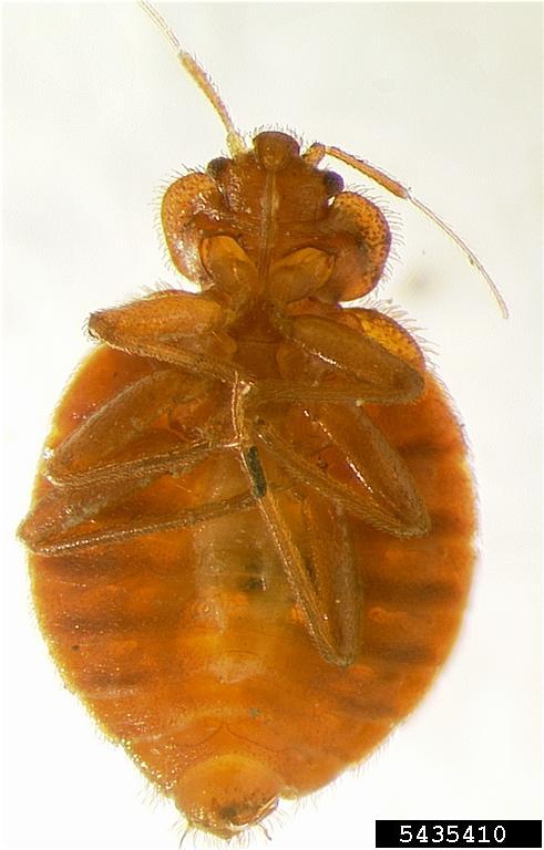bed bug (Cimex lectularius)