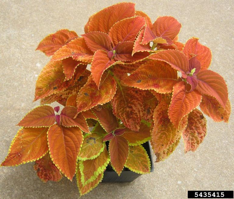 impatiens necrotic spot virus (INSV) (Tospovirus Impatiens necrotic ...