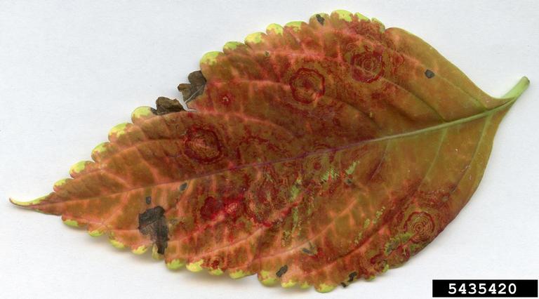 impatiens necrotic spot virus (INSV) (Tospovirus Impatiens necrotic ...