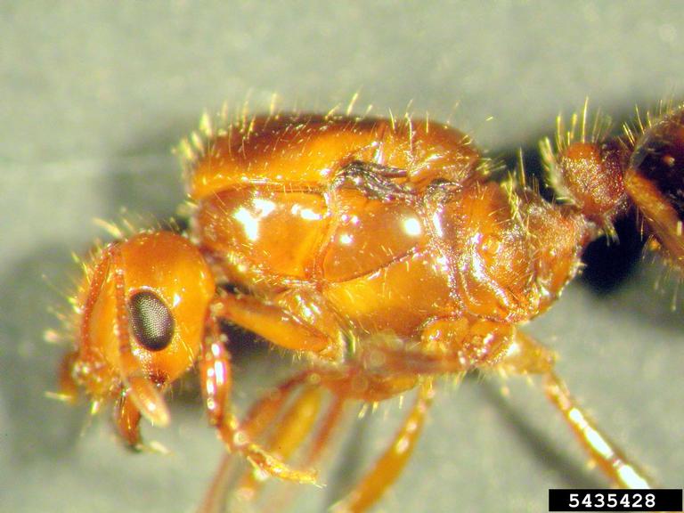 red imported fire ant (Solenopsis invicta Buren)