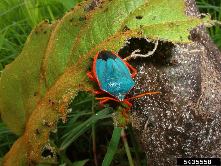 stink bugs (Family Pentatomidae Leach, 1815)