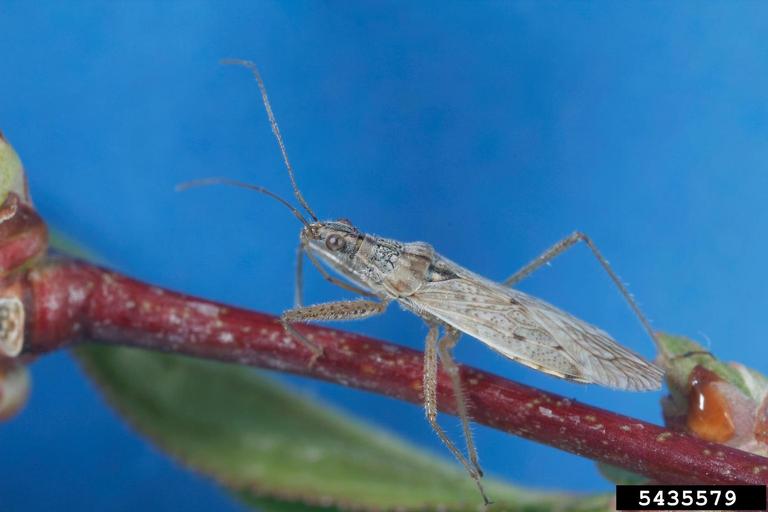 common damsel bug (Nabis americoferus Carayon)