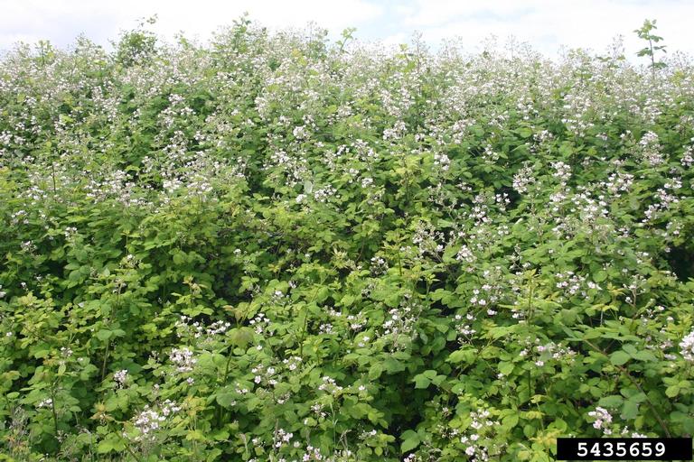 Himalayan blackberry (Rubus armeniacus Focke)