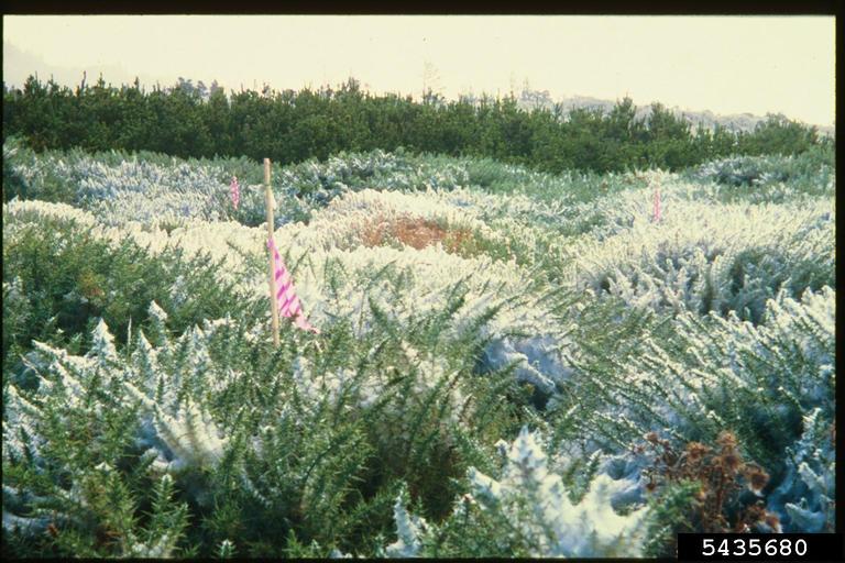 gorse spider mite (Tetranychus lintearius Dufour)