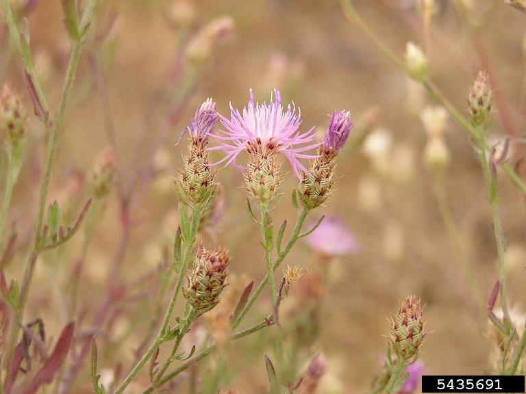 diffuse knapweed (Centaurea diffusa)