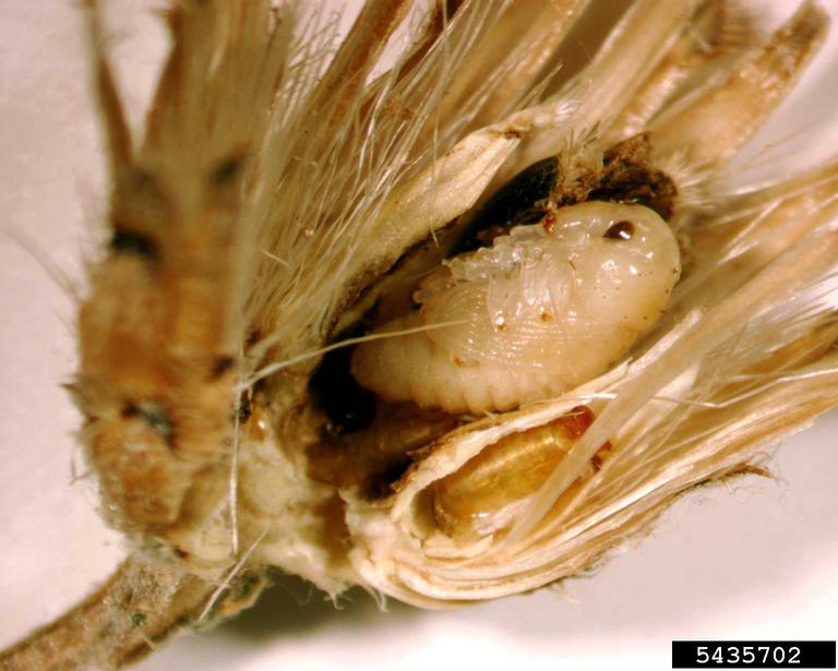 lesser knapweed flower weevil (Larinus minutus)
