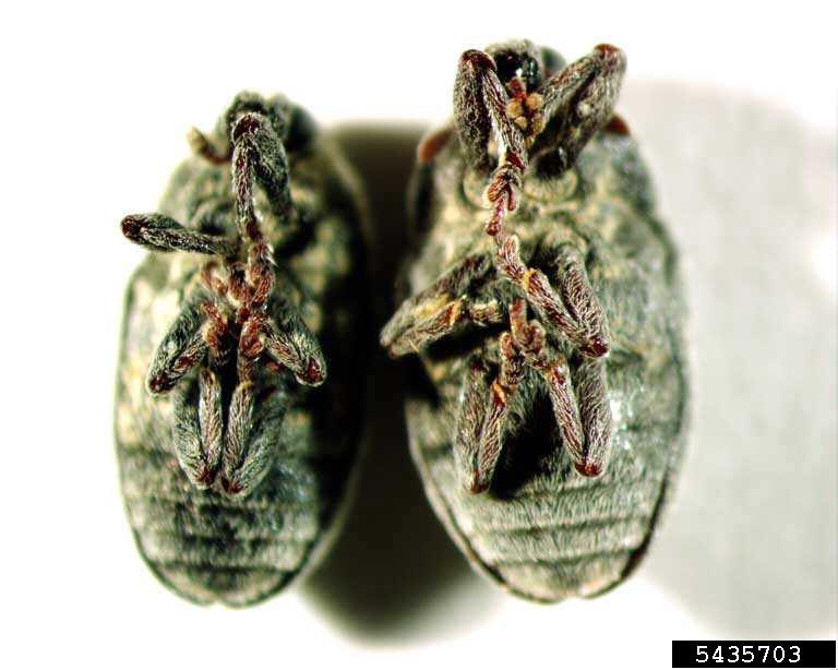 weevil (Genus Larinus Dejean, 1821)