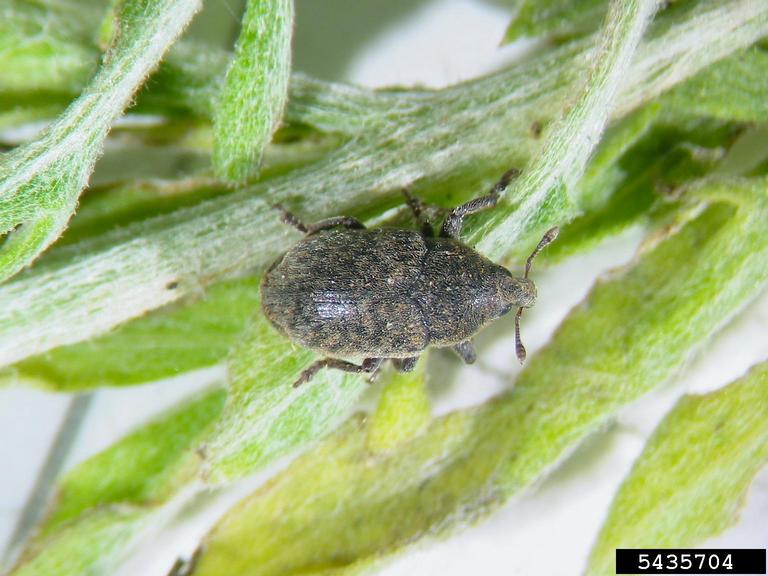 lesser knapweed flower weevil (Larinus minutus Gyllenhal, 1836)