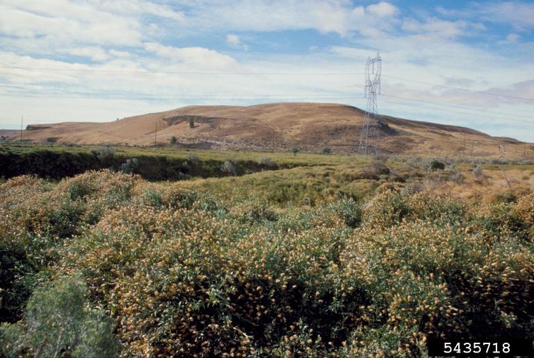 Russian knapweed (Rhaponticum repens (L.) Hidalgo)