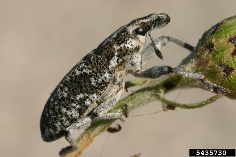 knapweed root weevil (Cyphocleonus achates (Fahraeus, 1842))