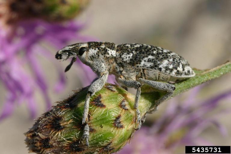 knapweed root weevil (Cyphocleonus achates)