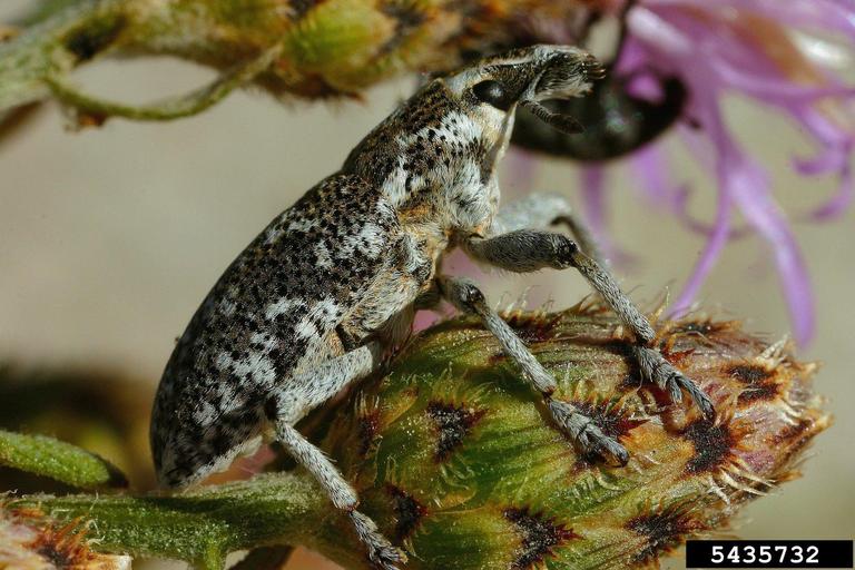 knapweed root weevil (Cyphocleonus achates)