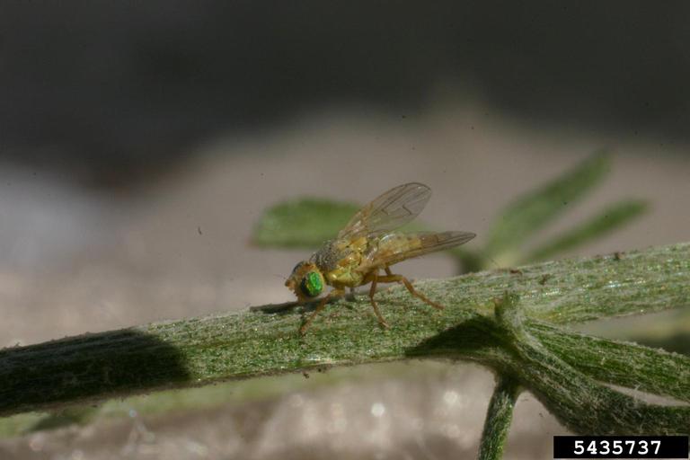 green knapweed clearwing fly (Terellia virens)