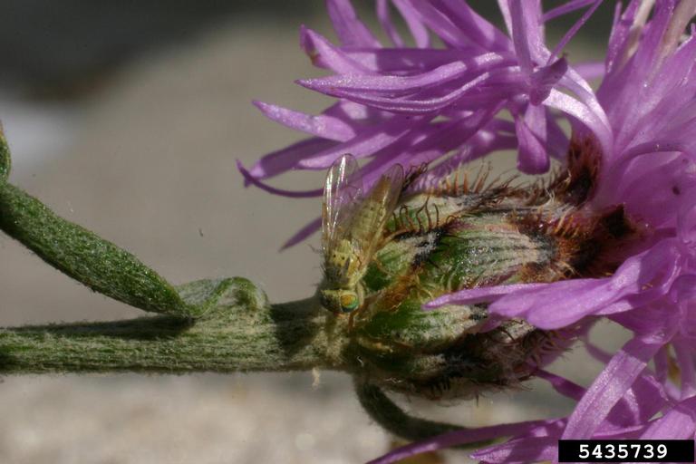 green knapweed clearwing fly (Terellia virens (Loew, 1846))