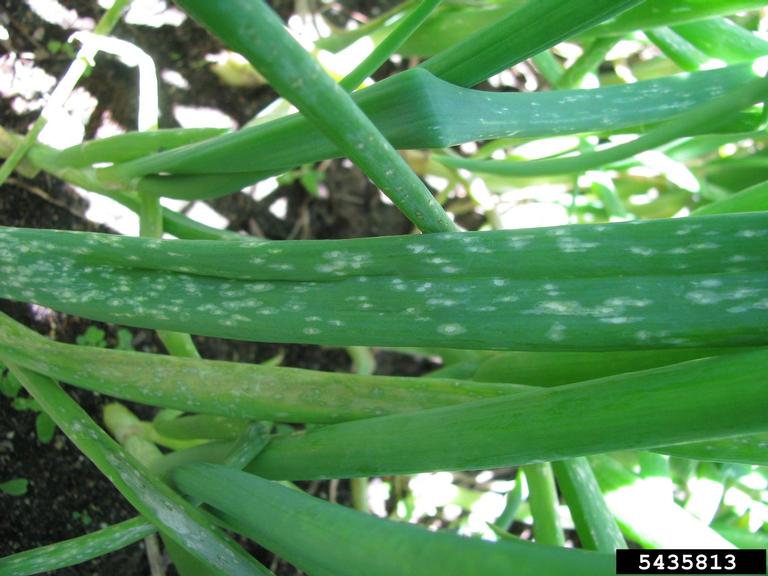 Botrytis leaf blight (Botrytis squamosa J.C. Walker)
