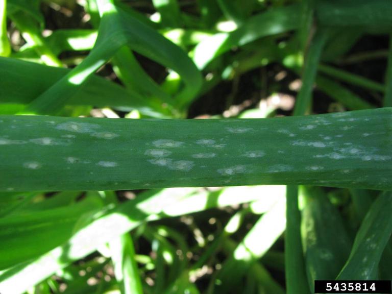 Botrytis leaf blight (Botrytis squamosa)