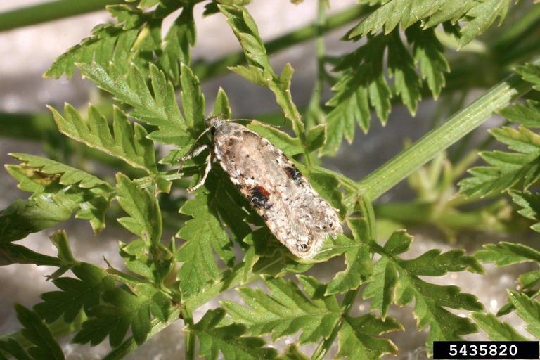 defoliating hemlock moth (Agonopterix alstroemeriana)