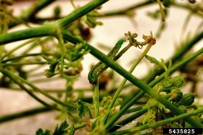 defoliating hemlock moth (Agonopterix alstroemeriana)