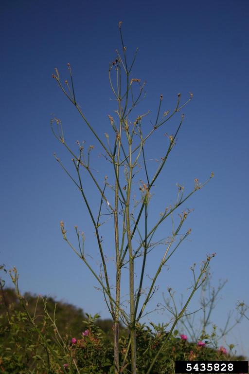 defoliating hemlock moth (Agonopterix alstroemeriana)