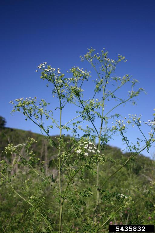 defoliating hemlock moth (Agonopterix alstroemeriana)