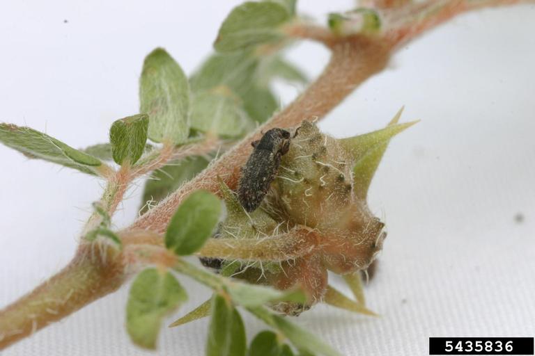 puncturevine seed weevil (Microlarinus lareynii)