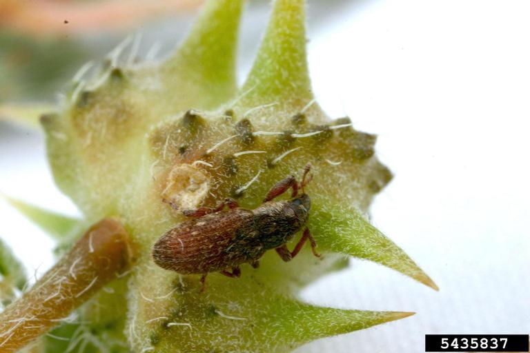puncturevine seed weevil (Microlarinus lareynii (Jacquelin du Val, 1852))
