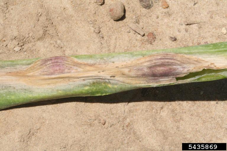 Stemphylium leaf blight and stalk rot (Stemphylium vesicarium (Wallr ...