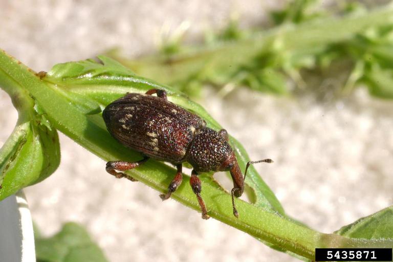 purple loosestrife root mining weevil (Hylobius transversovittatus ...
