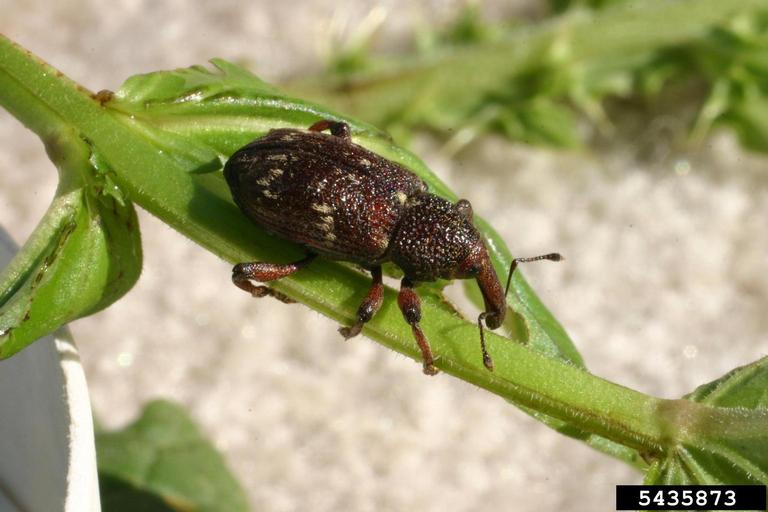 purple loosestrife root mining weevil (Hylobius transversovittatus ...