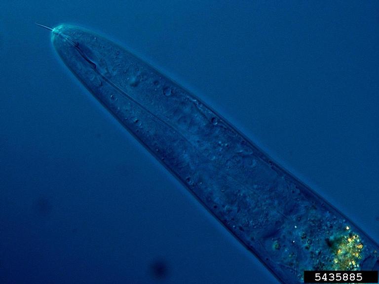 stubby root nematodes (Genus Trichodorus Cobb, 1913)