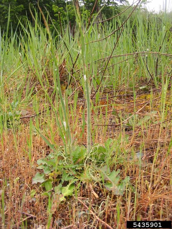 rush skeletonweed (Chondrilla juncea L.)