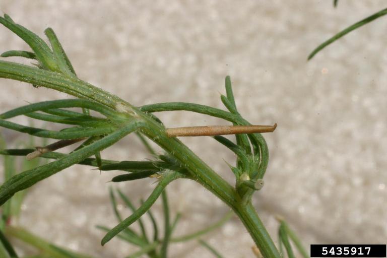 Russian thistle moth (Coleophora klimeschiella)