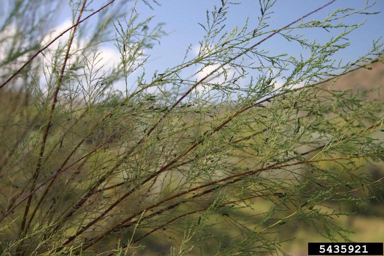 Mediterranean tamarisk beetle (Diorhabda elongata)