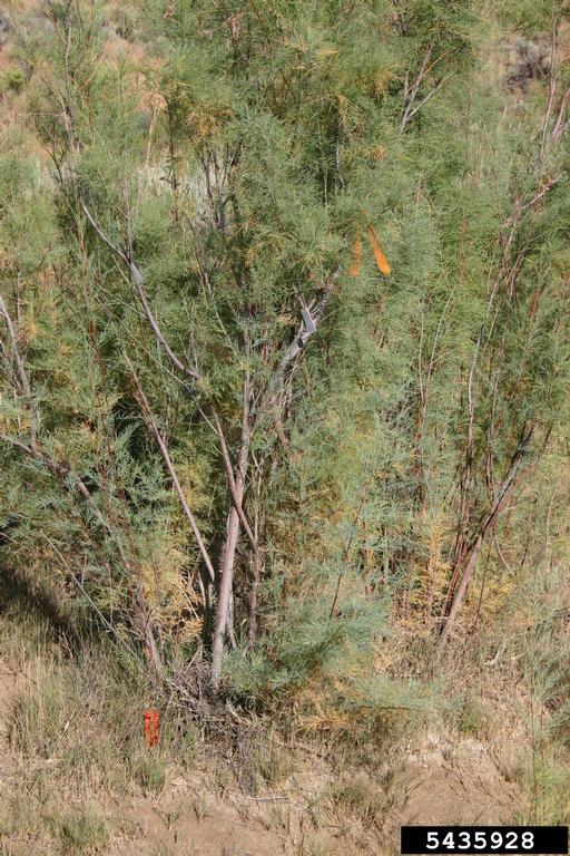 Mediterranean tamarisk beetle (Diorhabda elongata (Brulle, 1832))