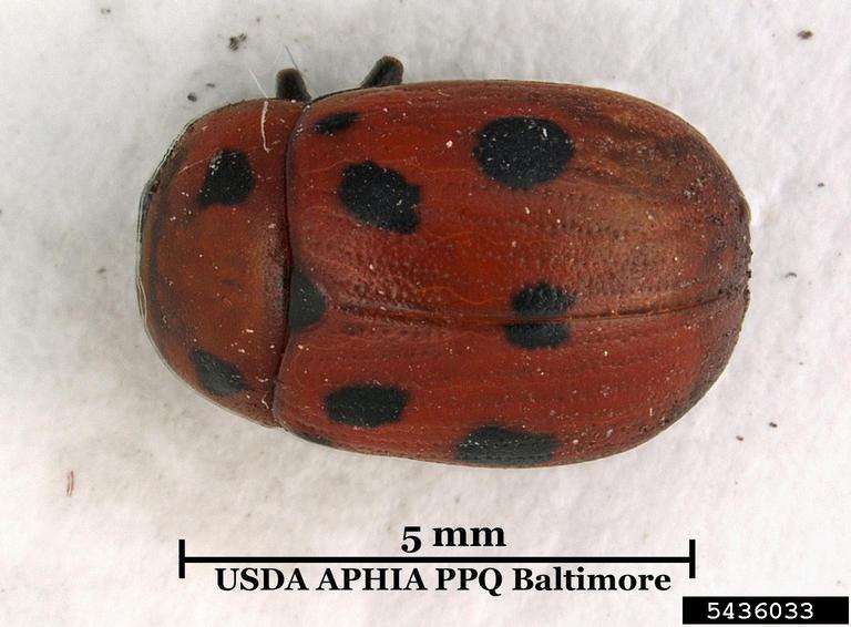 lucerne beetle (Gonioctena fornicata (Bruggemann, 1873))
