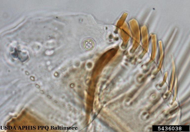 khapra beetle, Trogoderma granarium (Coleoptera: Dermestidae) - 5436038