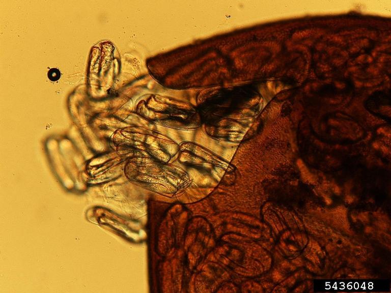 Heteroderid nematodes (Family Heteroderidae)